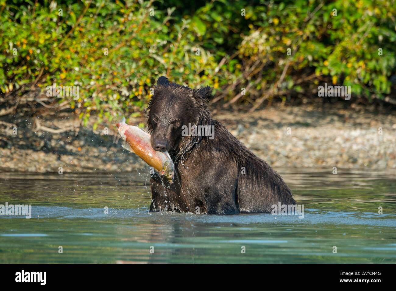 A Brown bear (Ursus arctos) is sitting in the water feeding on salmon ...