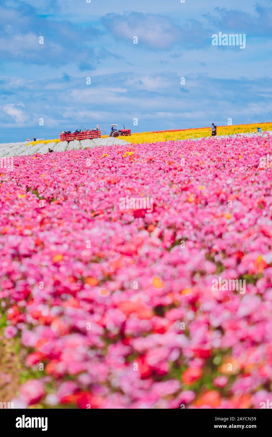 Beautiful flower sea in Carlsbad, USA Stock Photo - Alamy