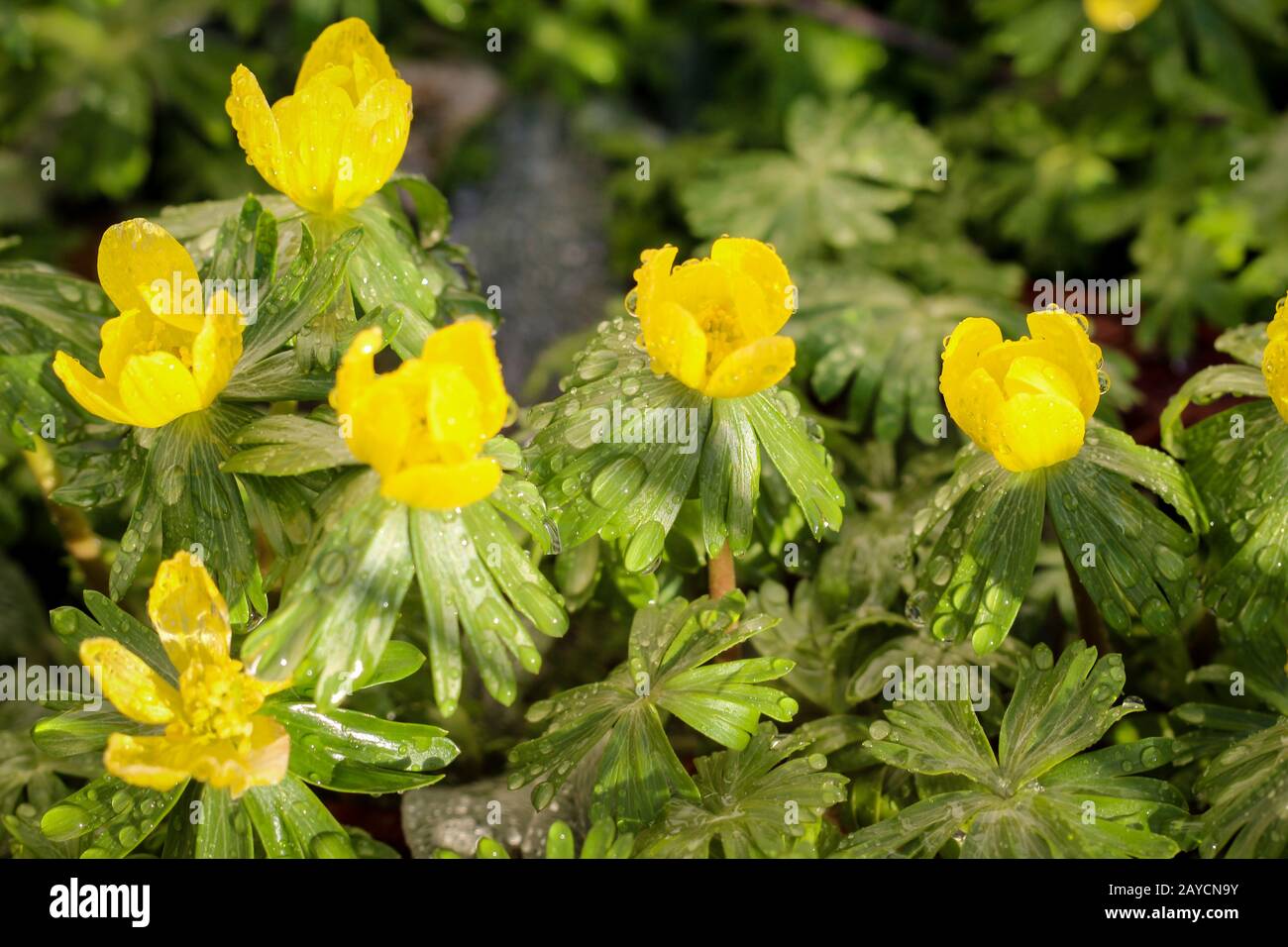 Bunch of yellow orange Eranthis, winter aconite in bloom. Early spring ...