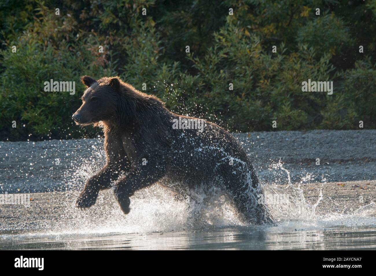 A Brown bear (Ursus arctos) is fishing for salmon along the shore of ...