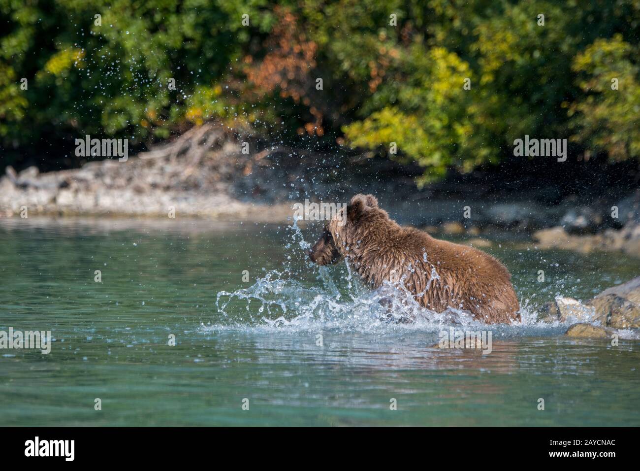 A Brown bear (Ursus arctos) is fishing for salmon along the shore of ...