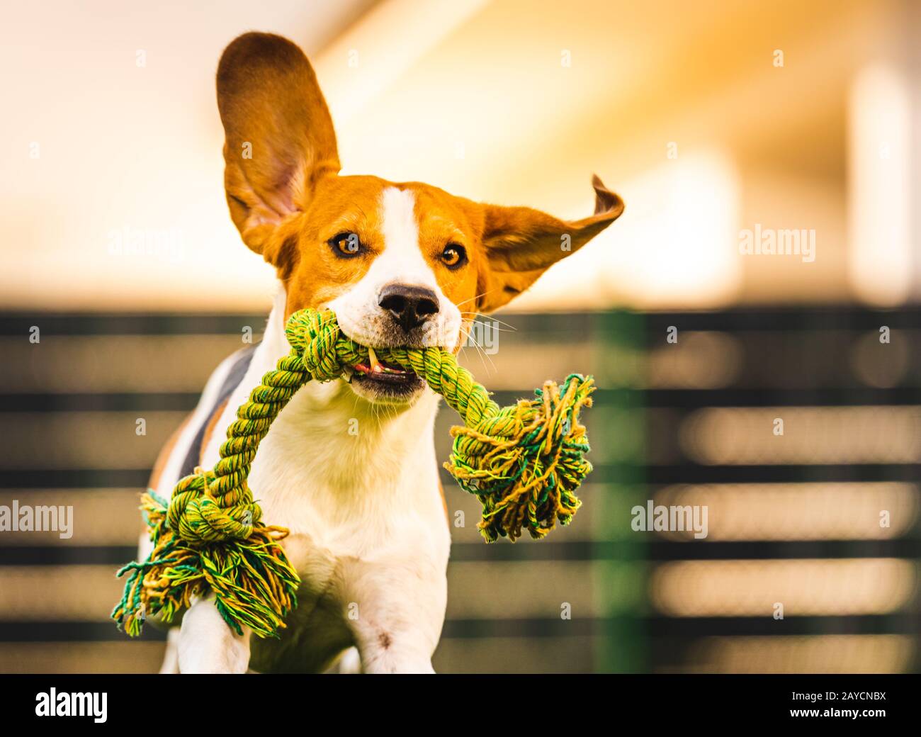 Beagle dog jumping and running with a toy towards the camera Stock ...