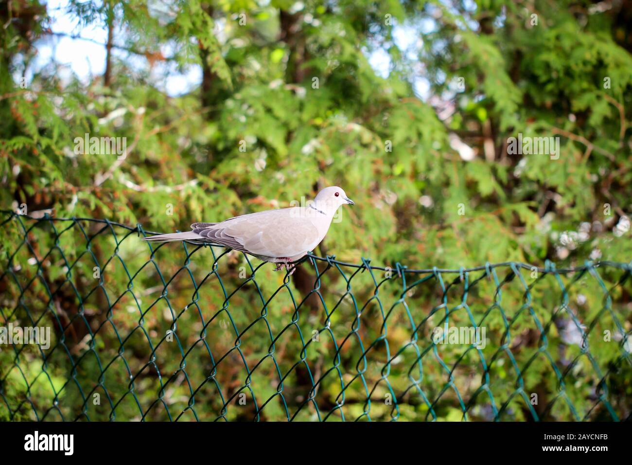a pigeon sits comfortably on a wire mesh fence Stock Photo - Alamy
