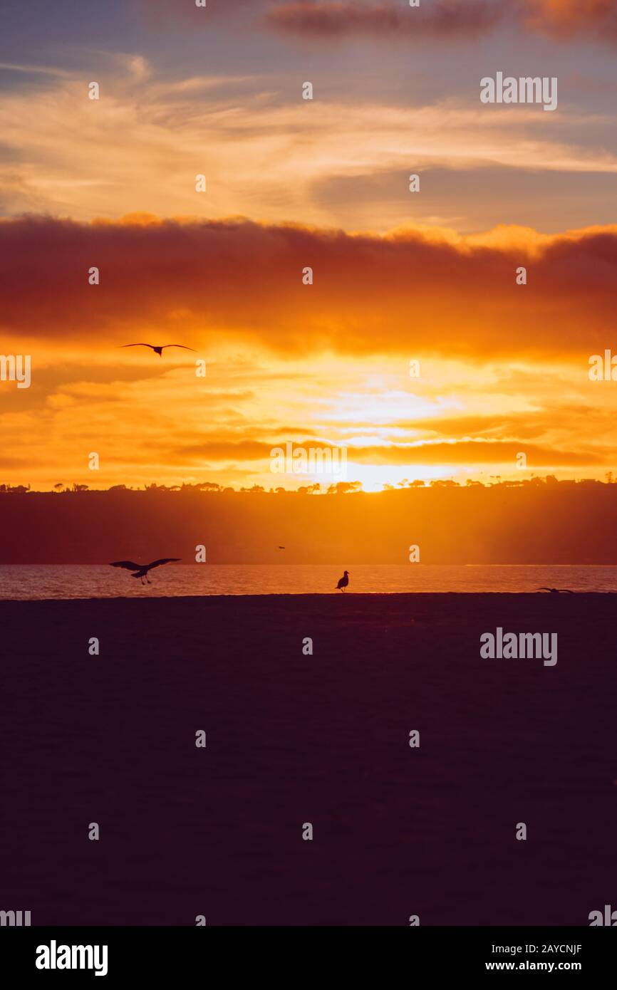 Beach sunset, seabirds and lovers cuddle each other Stock Photo - Alamy