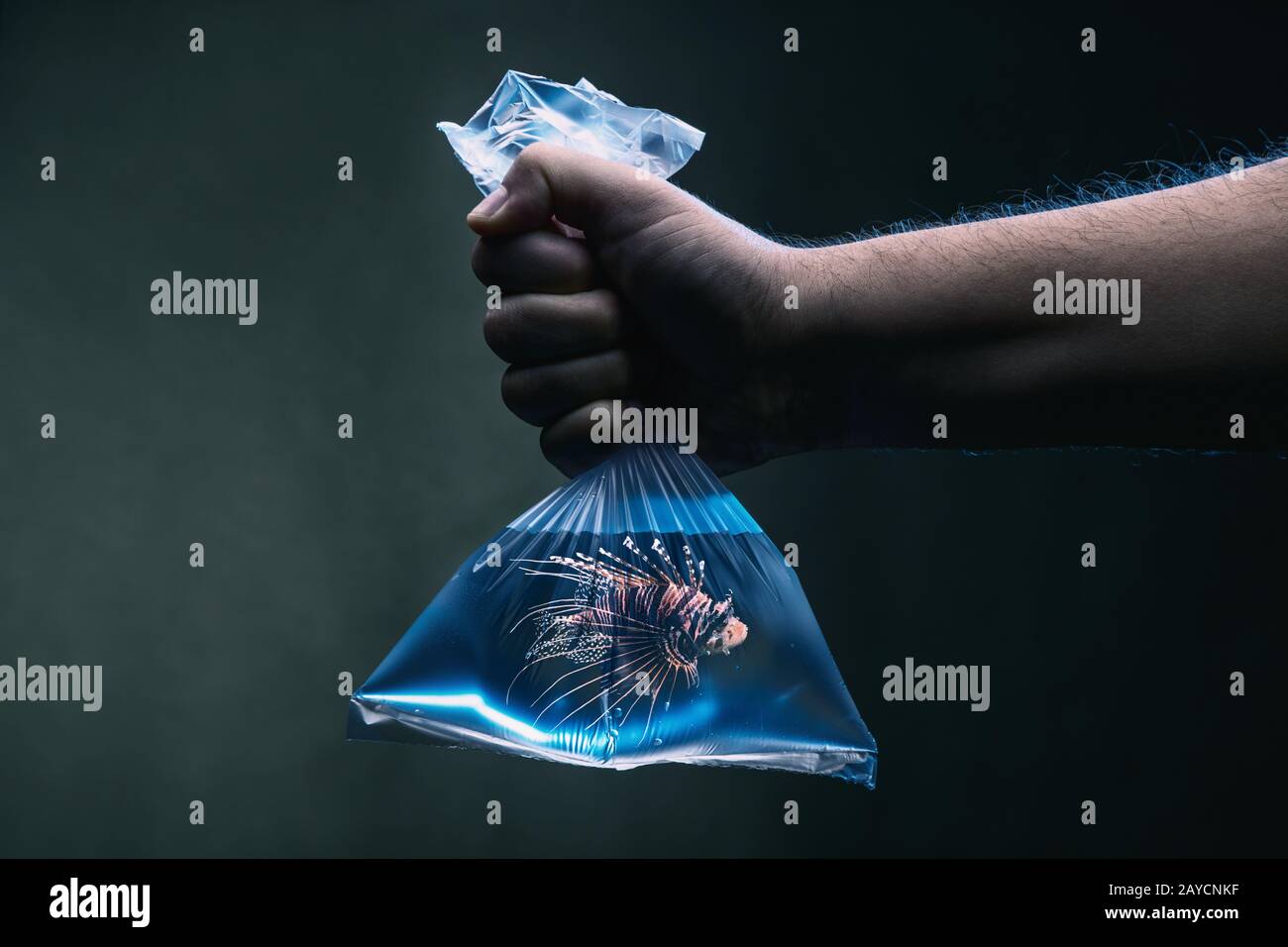 Swimming lionfish in a plastic bag filled with clean blue water under ...