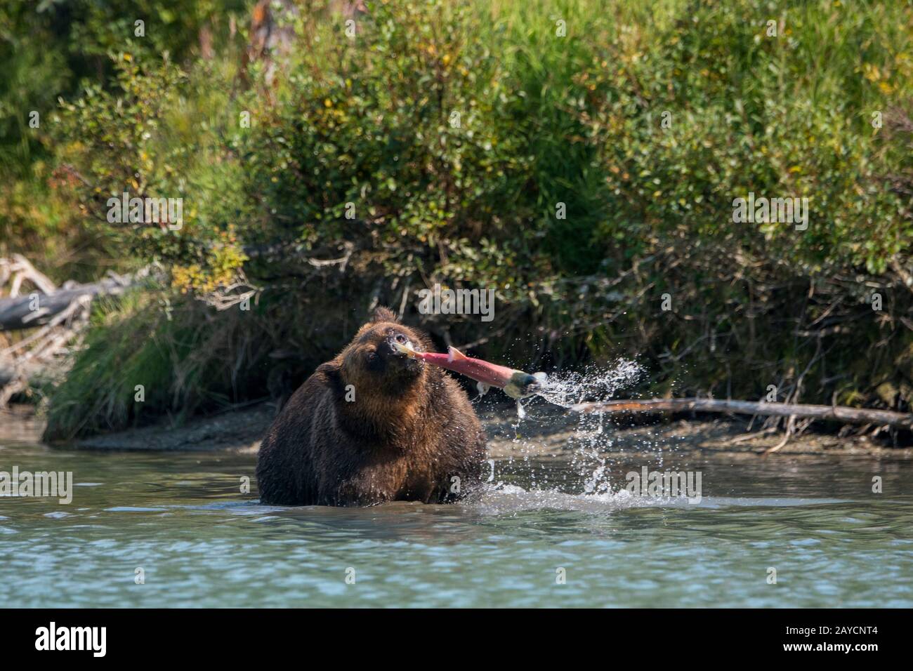 A Brown bear (Ursus arctos) is feeding on salmon along the shore of ...