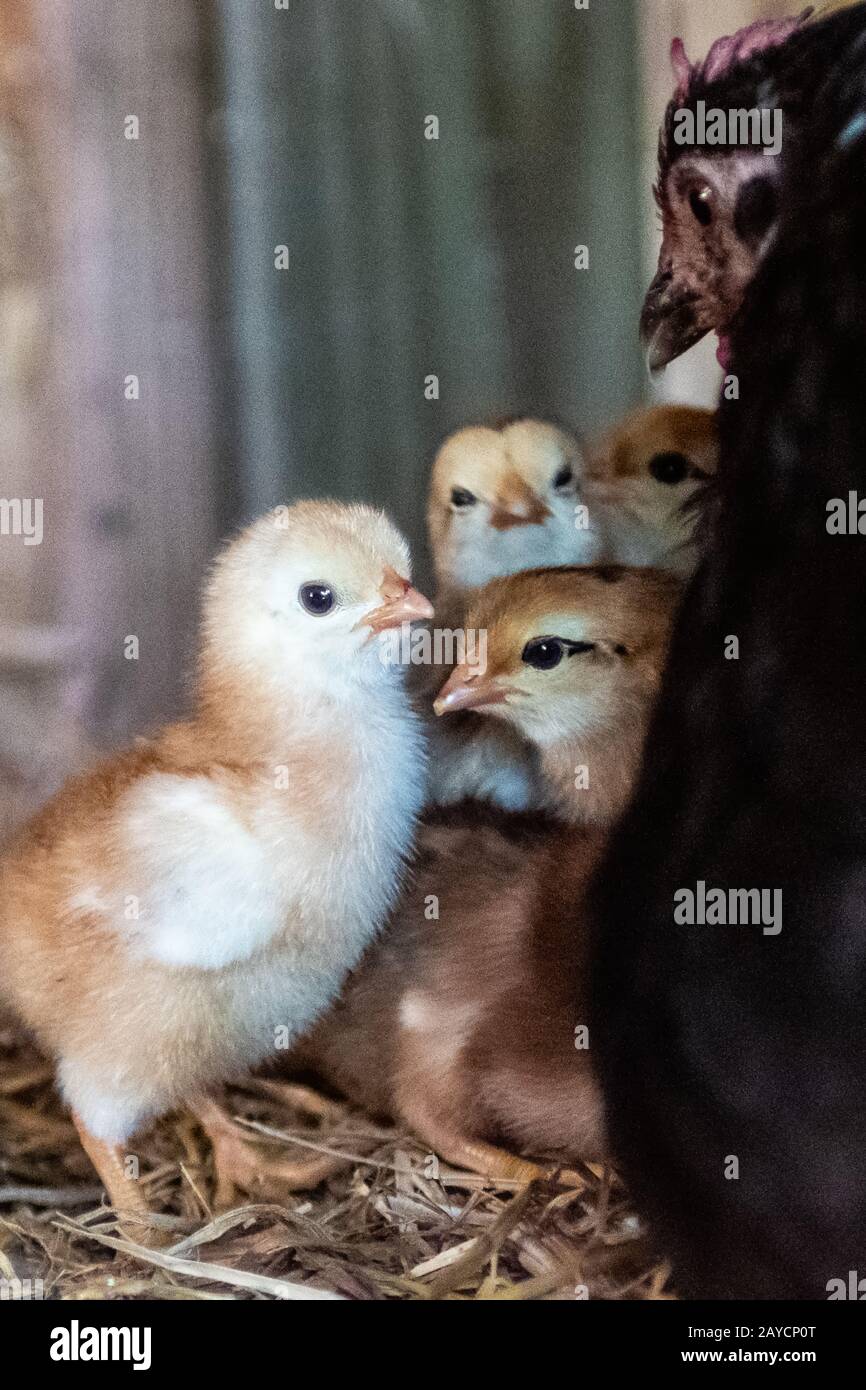 mother hen with baby chickens Stock Photo - Alamy