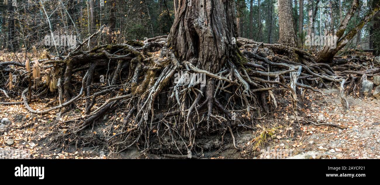 enormous tree and roots by the river Stock Photo - Alamy