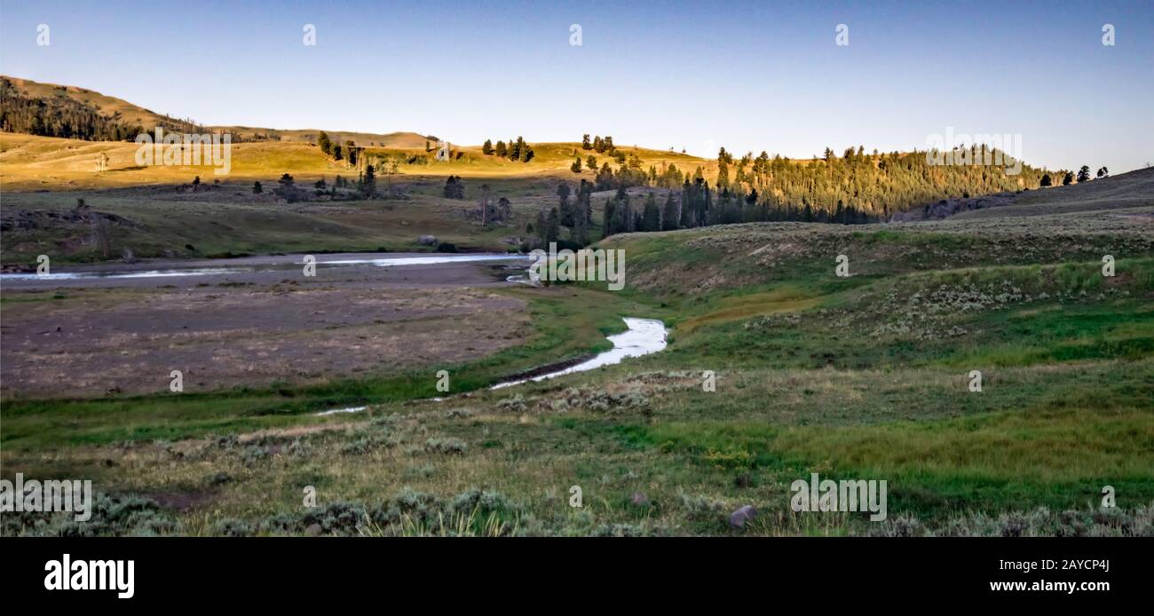 morning nature scenes in hayden valley yellostone wyoming Stock Photo ...