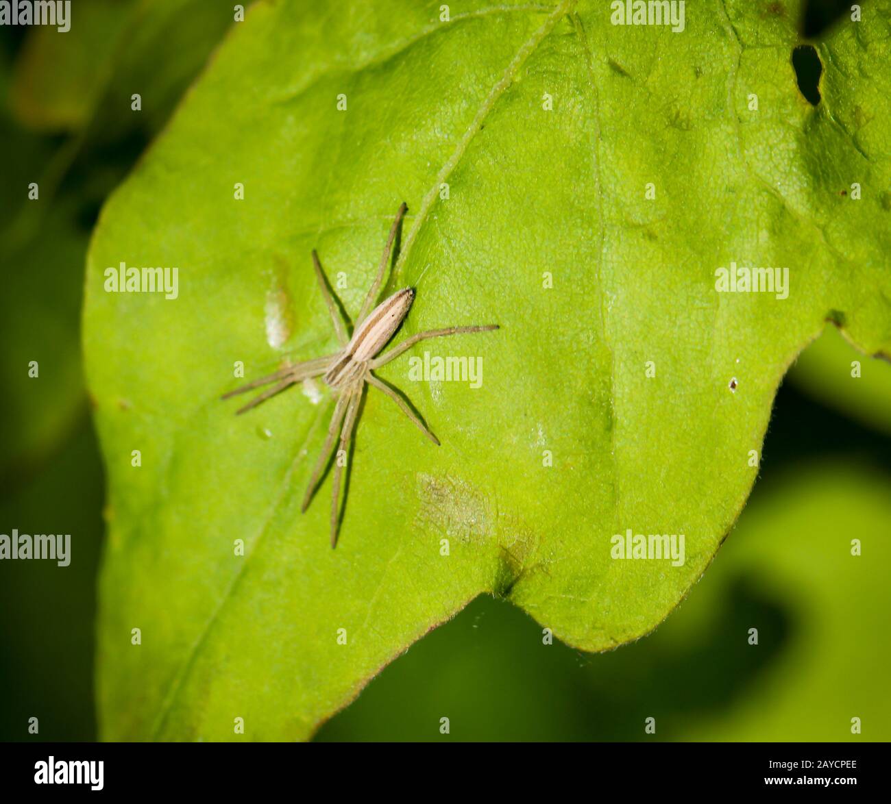 List spider hi-res stock photography and images - Alamy