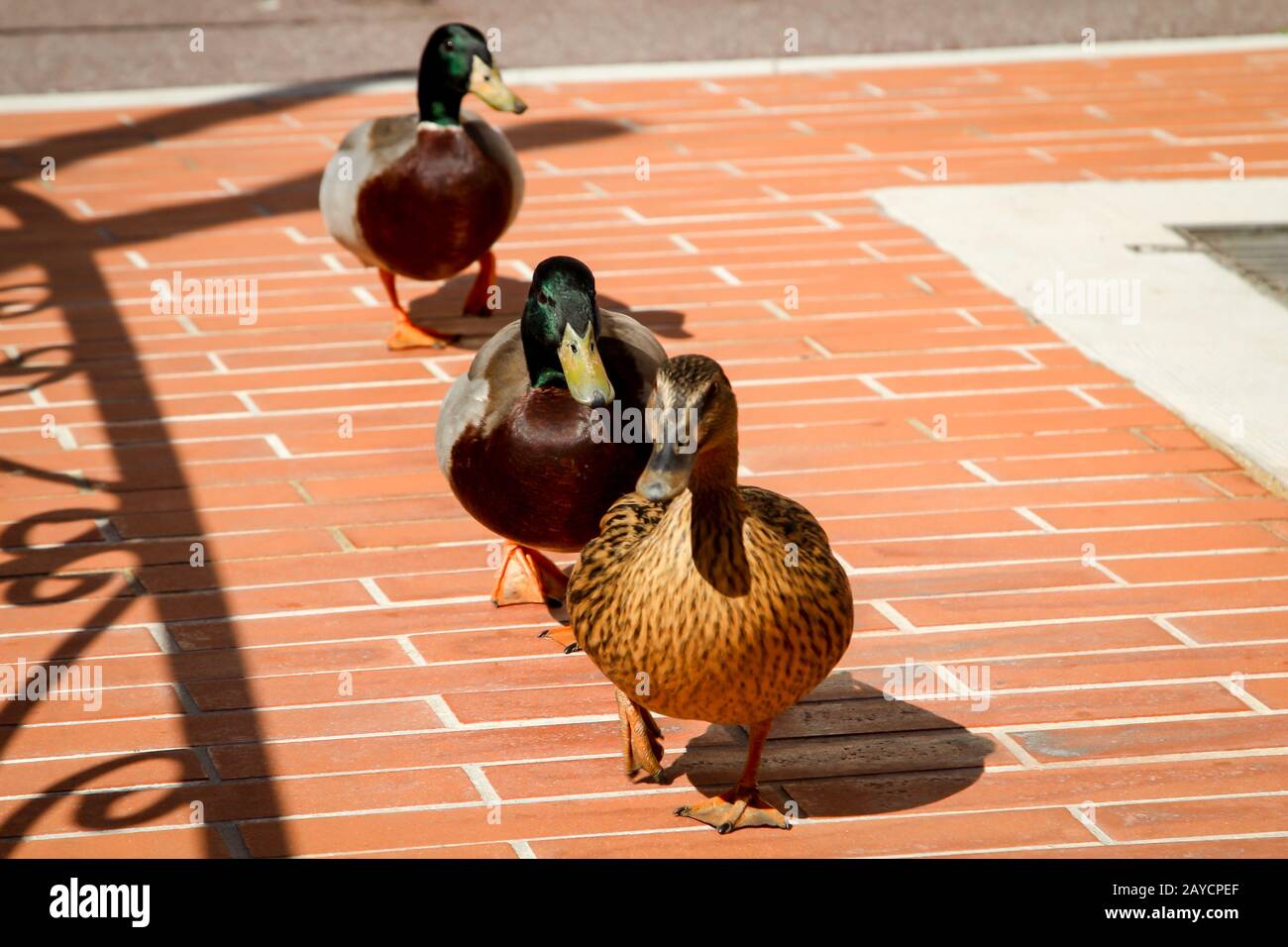 Mallard view hi-res stock photography and images - Alamy