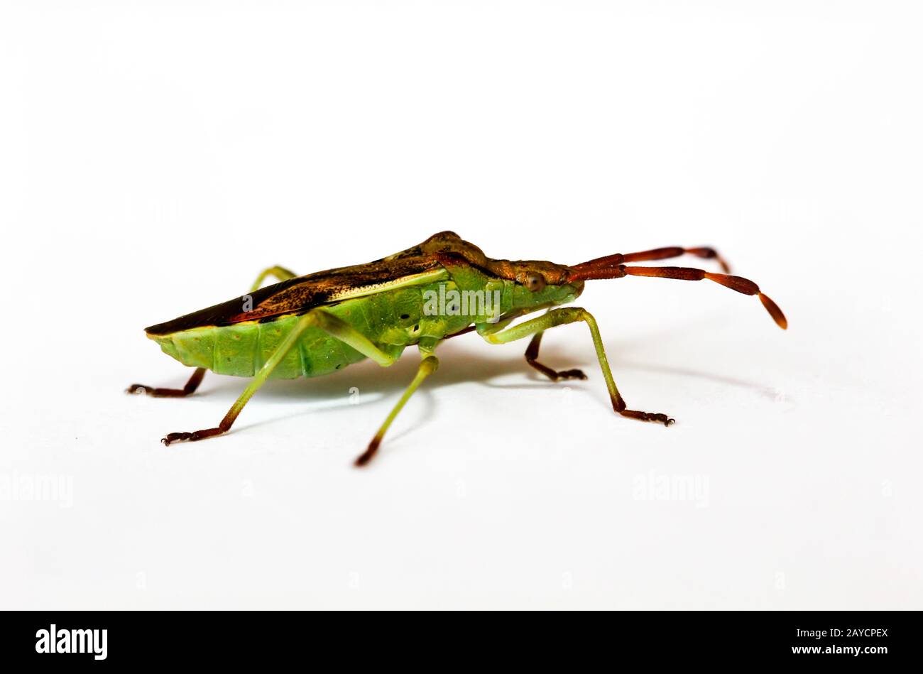 macro of a bug Stock Photo - Alamy