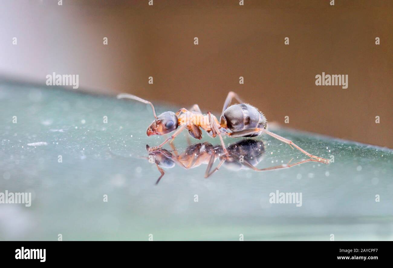 Closeup ant hi-res stock photography and images - Alamy