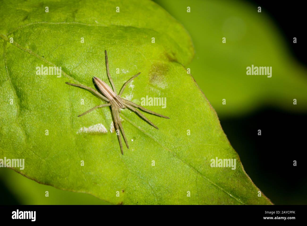 List spider hi-res stock photography and images - Alamy