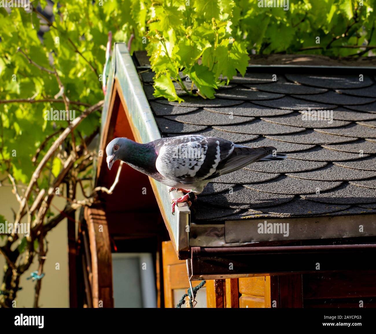 Pigeon life cycle hi-res stock photography and images - Alamy