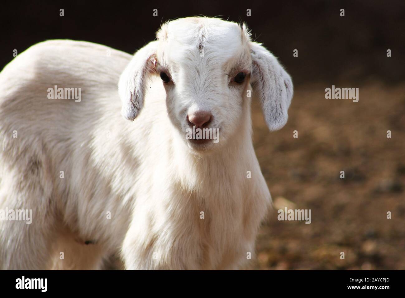 Ziegenartige hi-res stock photography and images - Alamy