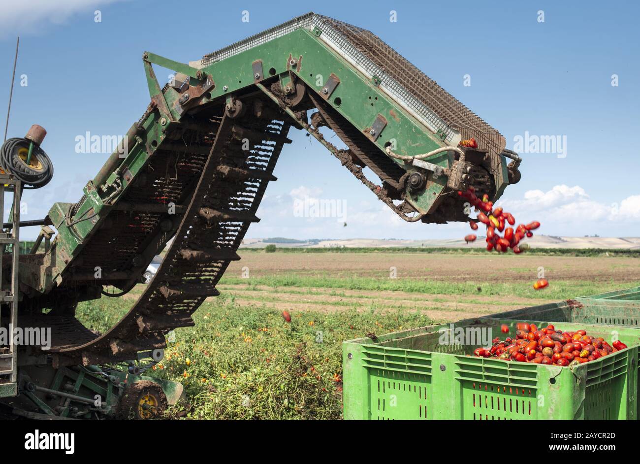 Machine with transport line for picking tomatoes on the field. Tractor ...