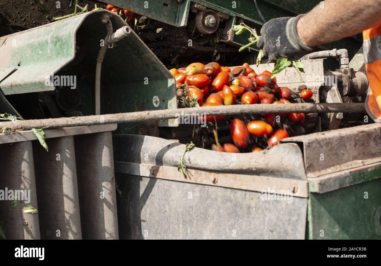 Machine with transport line for picking tomatoes on the field. Tractor ...