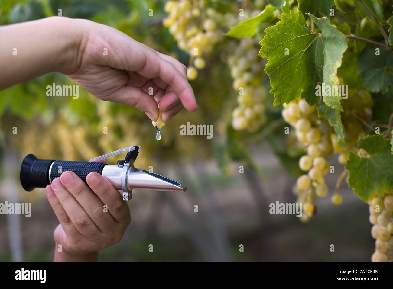 Farmer measure grape sweetness with refractometer Stock Photo - Alamy