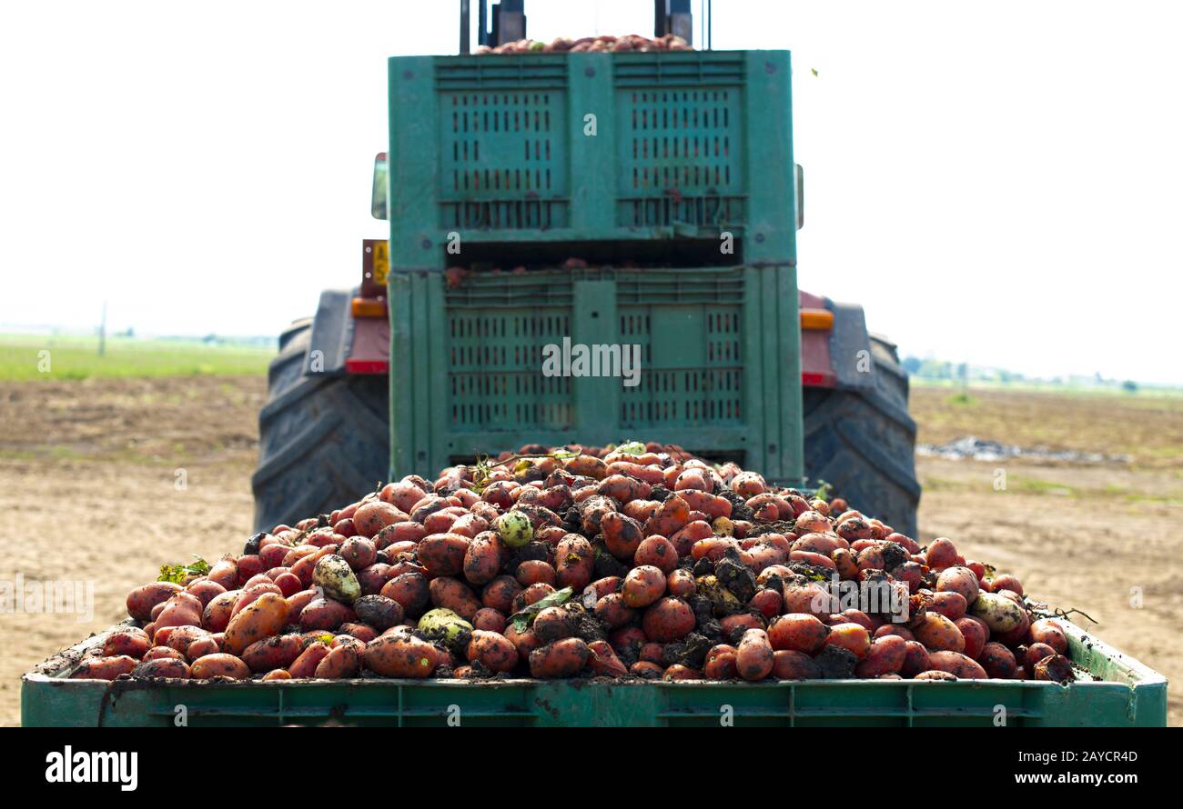 Tomatoes for canning. Agriculture land and crates with tomatoes Stock ...