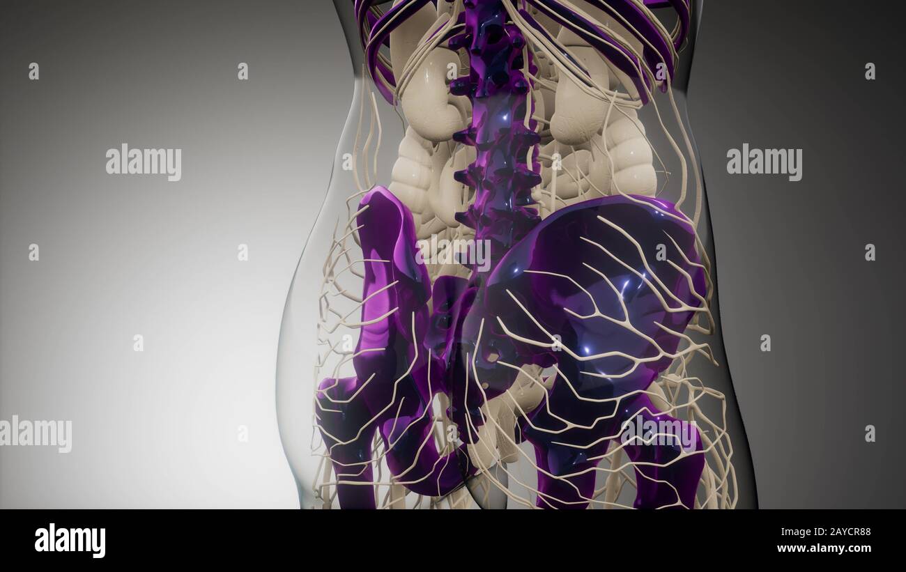 Transparent Human Body with Visible Bones Stock Photo - Alamy