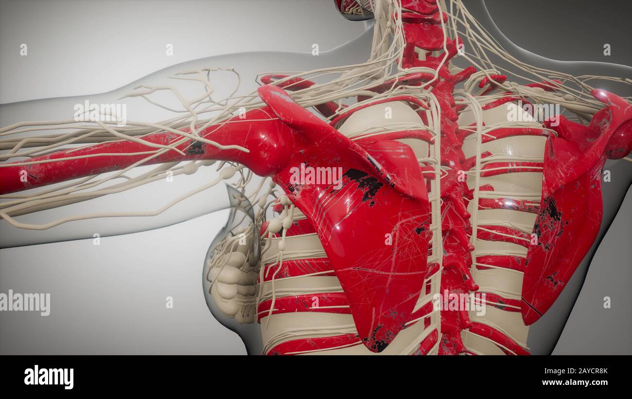 Transparent Human Body with Visible Bones Stock Photo - Alamy