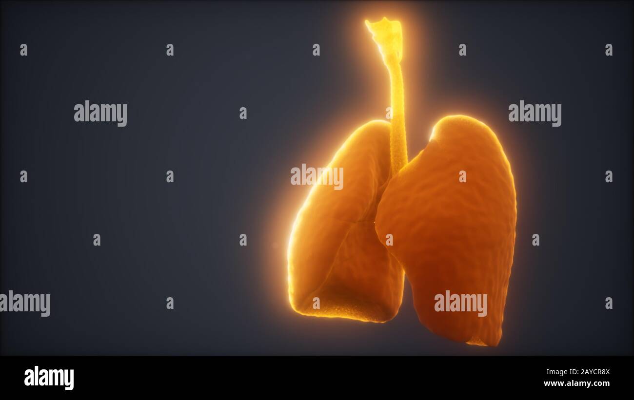 3d animation of human lungs Stock Photo - Alamy
