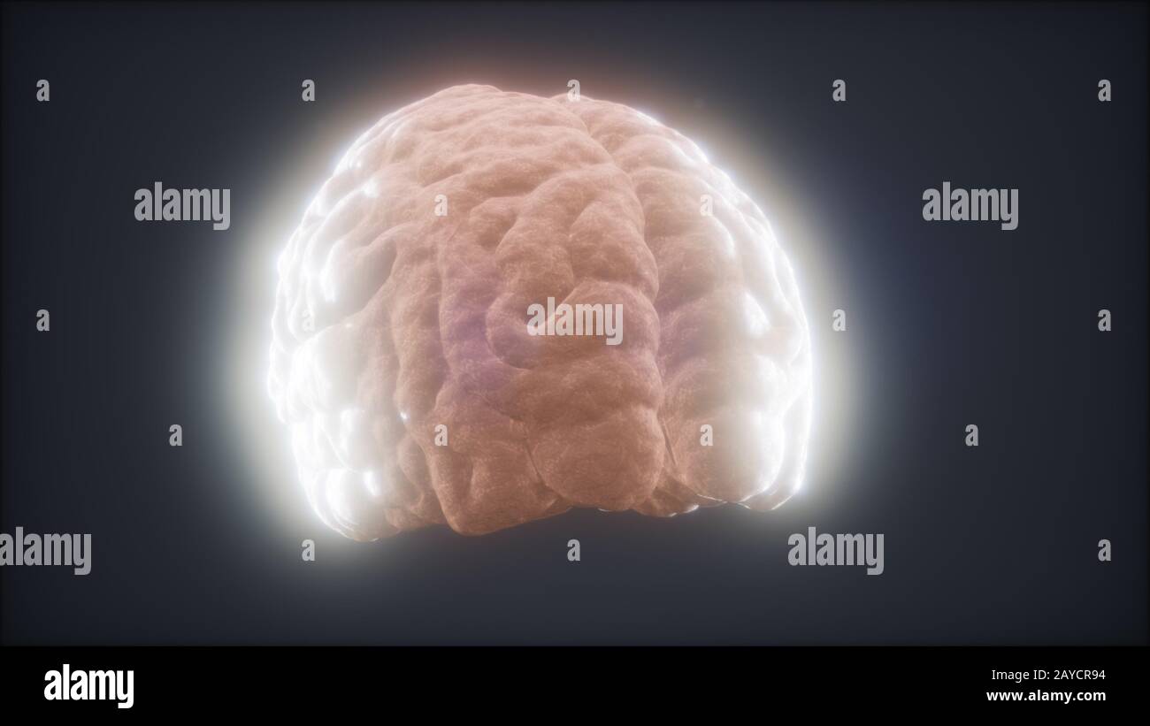 Loop Rotating Human Brain Animation Stock Photo - Alamy