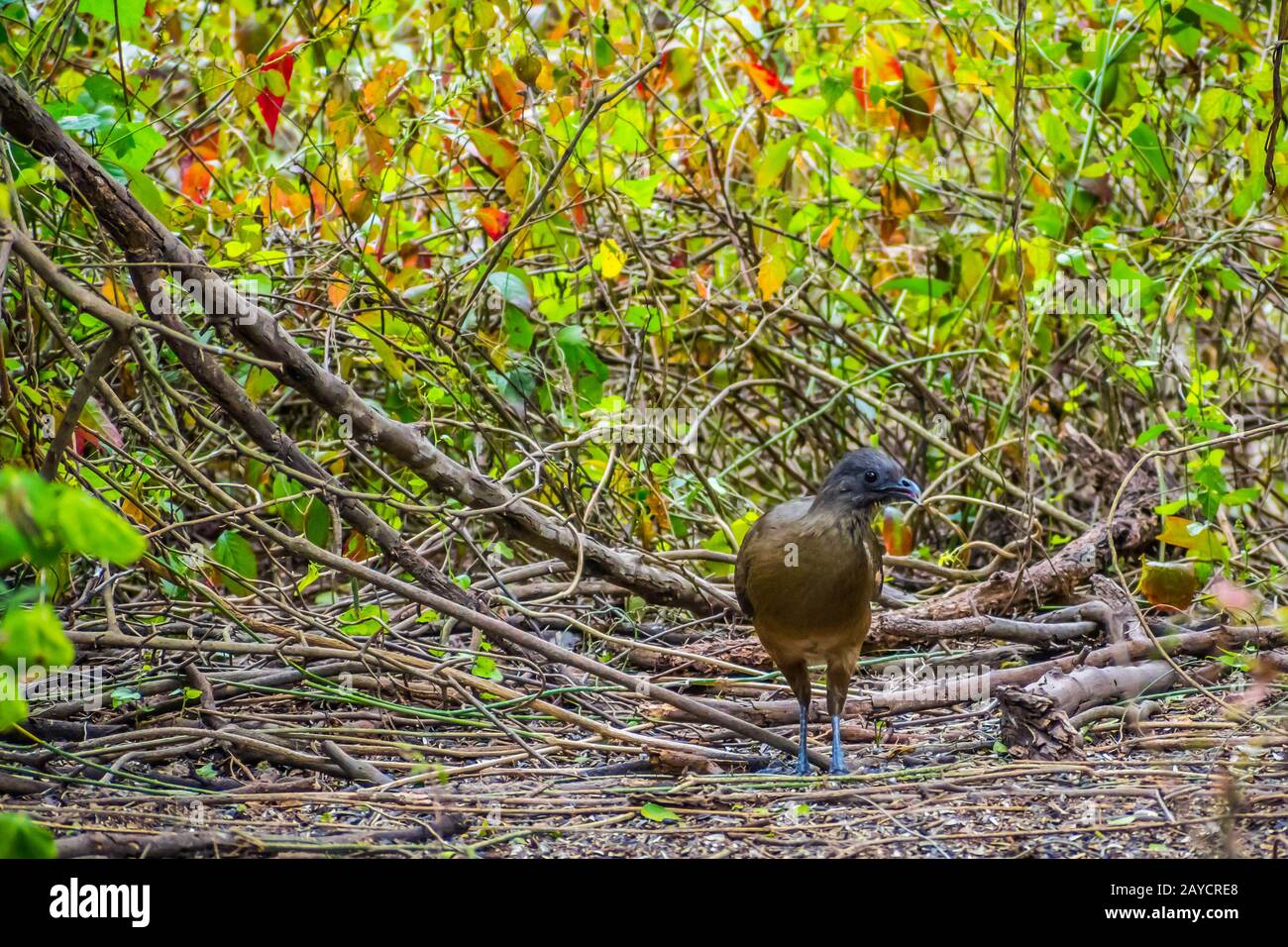 A Plain Chachalaca bird in Frontera Audubon Society, Texas Stock Photo ...