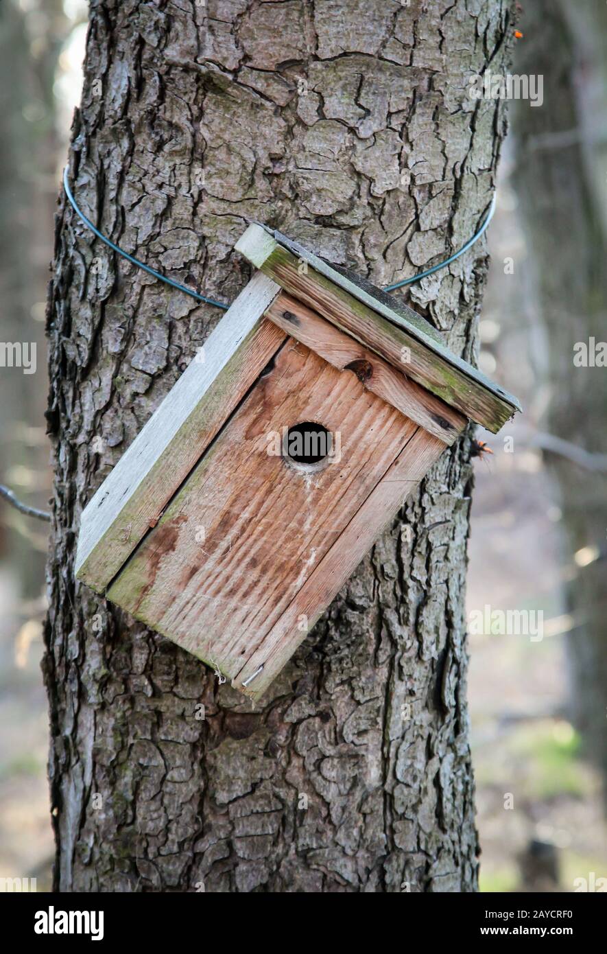 Mature box tree hi-res stock photography and images - Alamy
