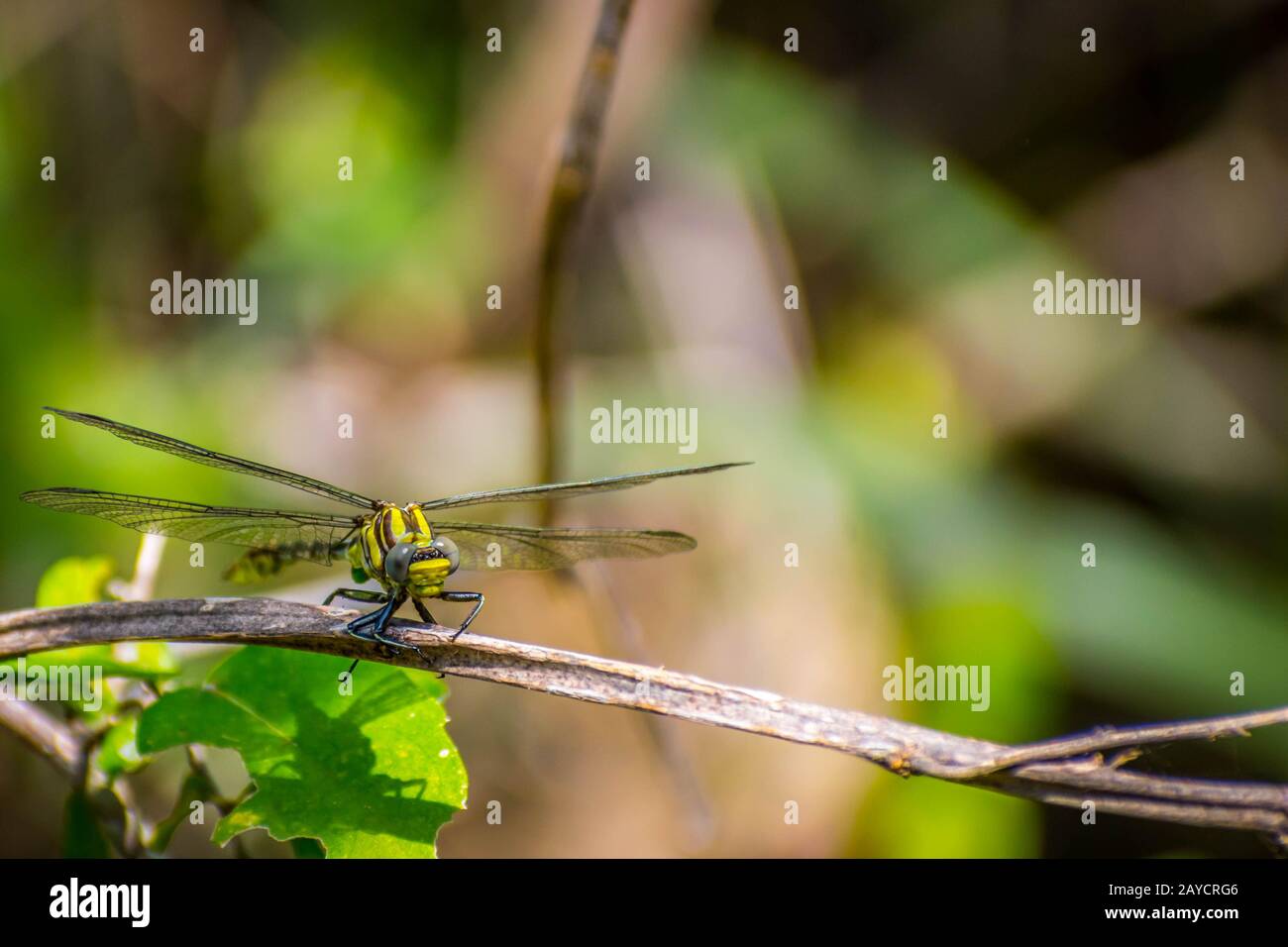 A Southern Hawker Dragonfly in Frontera Audubon Society, Texas Stock ...