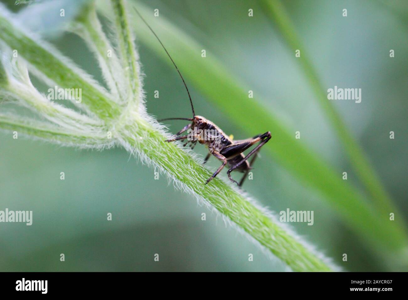 Flying grasshopper hi-res stock photography and images - Alamy