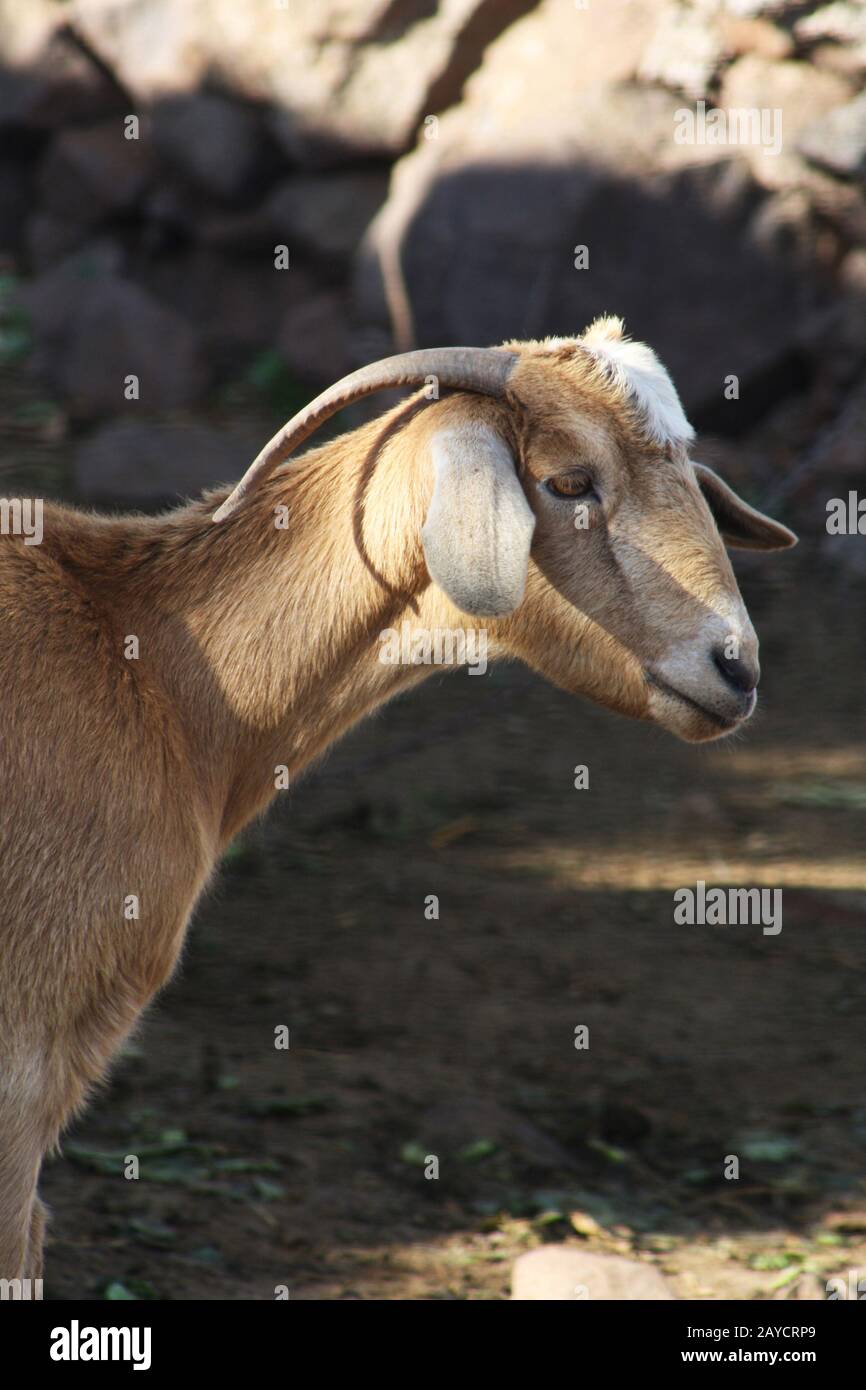 Ziege schaf hi-res stock photography and images - Alamy