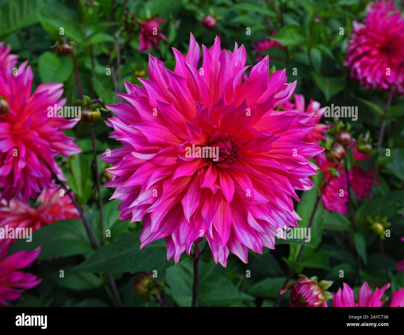 Red decorative dahlia hi-res stock photography and images - Alamy