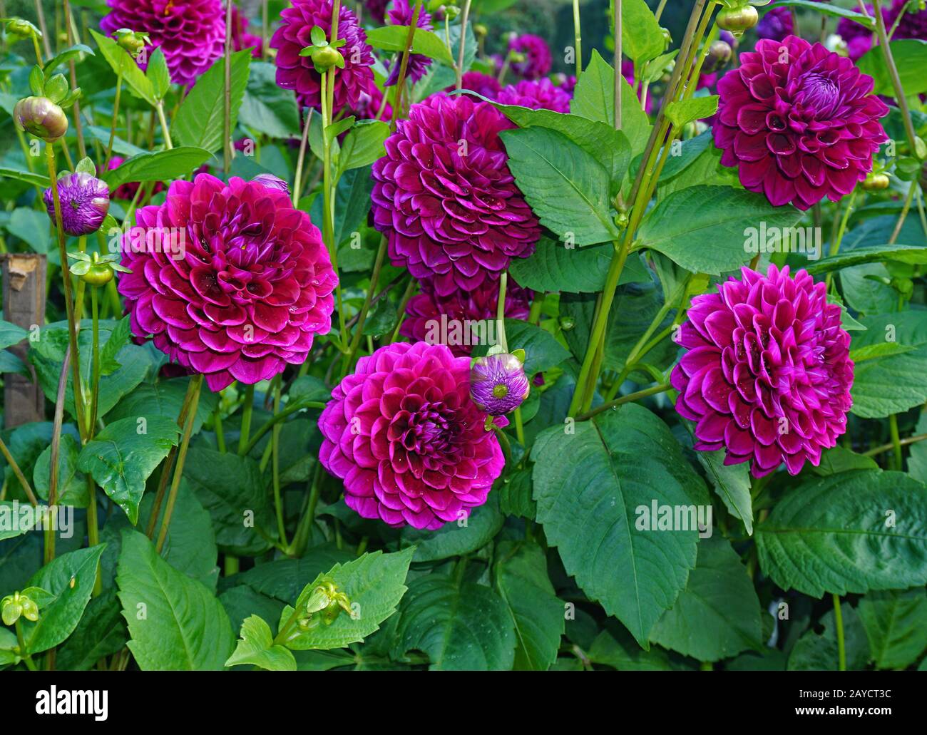 Dahlia hapet hi-res stock photography and images - Alamy