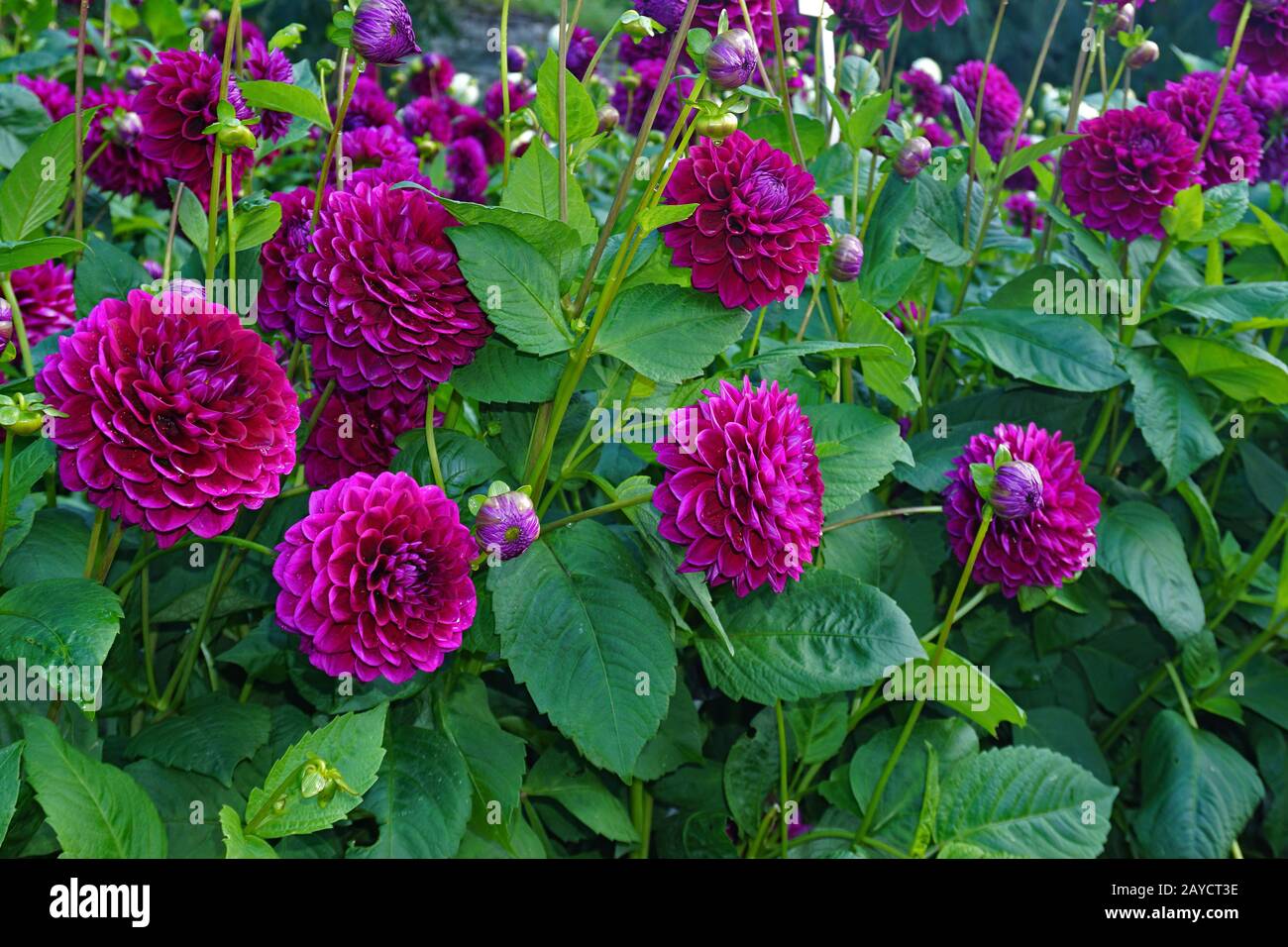 Dahlia hapet hi-res stock photography and images - Alamy