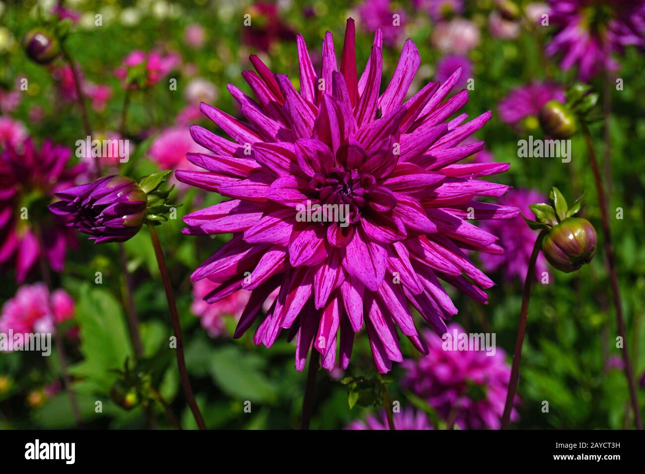 Red decorative dahlia close up hi-res stock photography and images - Alamy