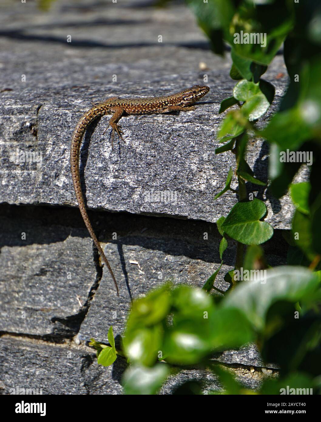 European wall lizard, wall lizard Stock Photo - Alamy