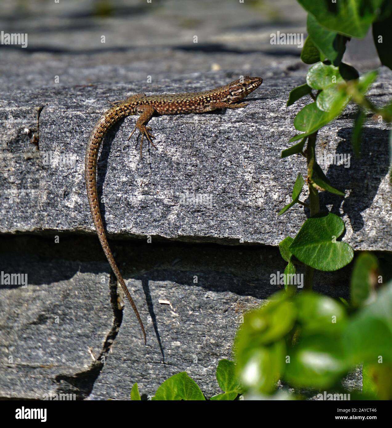 European wall lizards hi-res stock photography and images - Alamy
