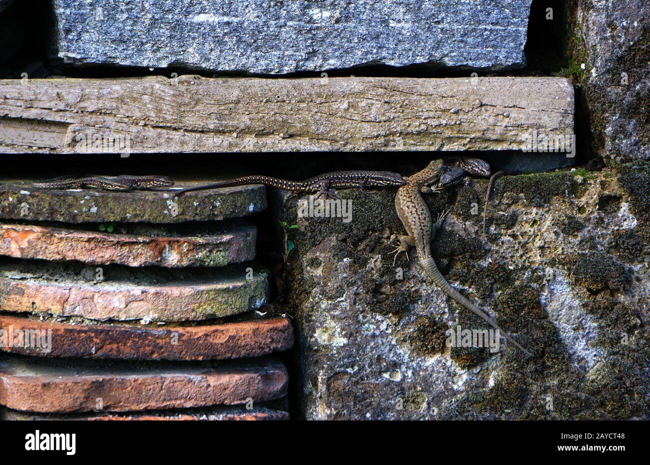 European wall lizard, wall lizard Stock Photo - Alamy