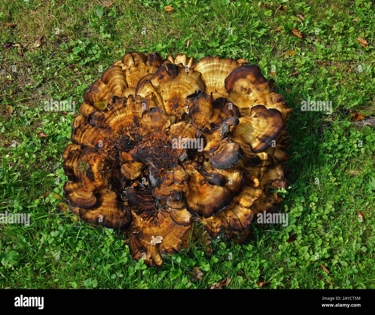 giant polypore; black-staining polypore Stock Photo - Alamy