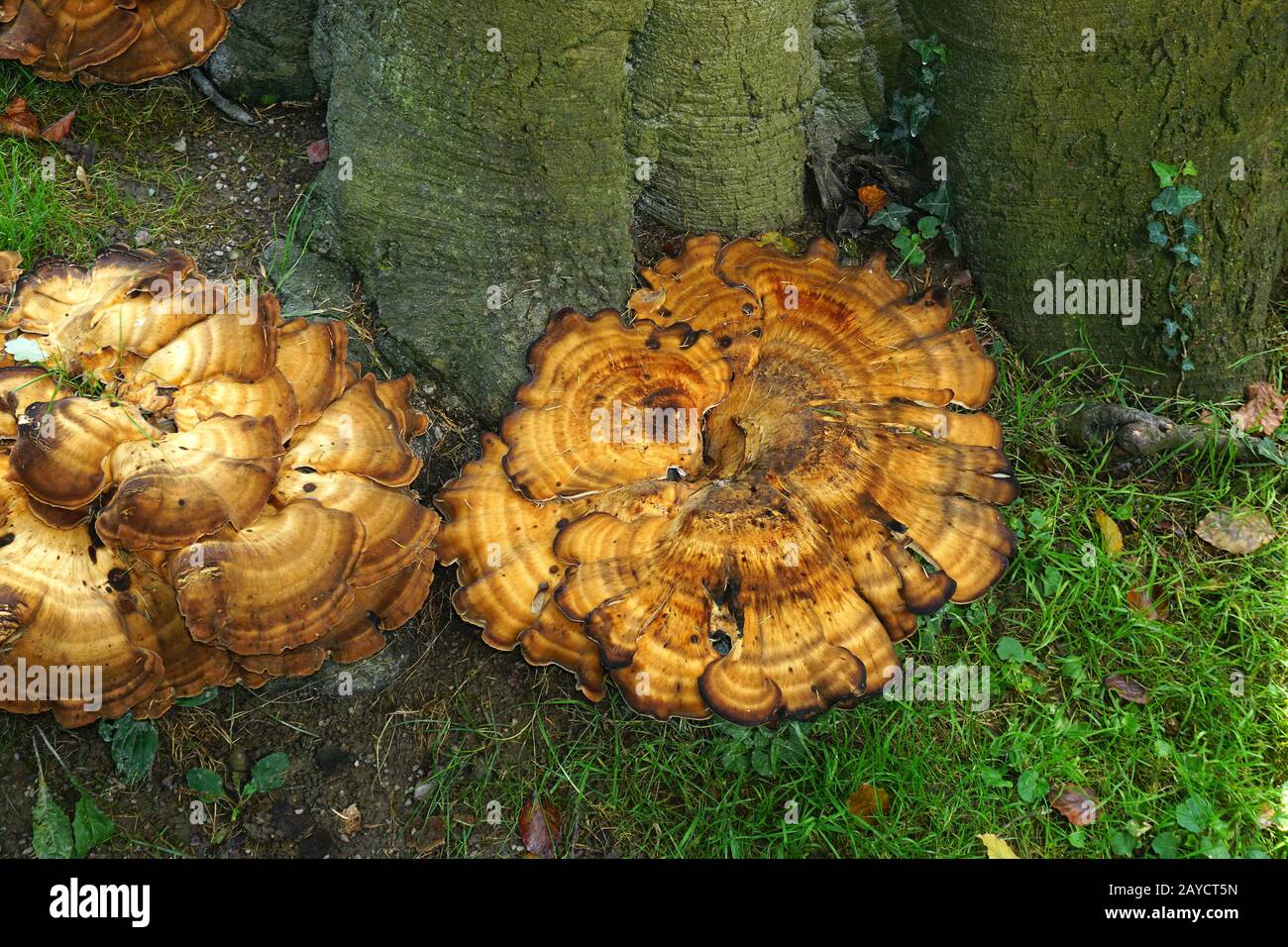 giant polypore; black-staining polypore Stock Photo - Alamy