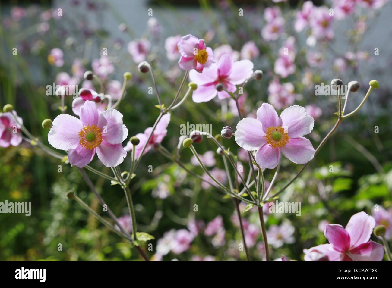 Chinese anemone or Japanese anemone, thimbleweed, or windflower ...