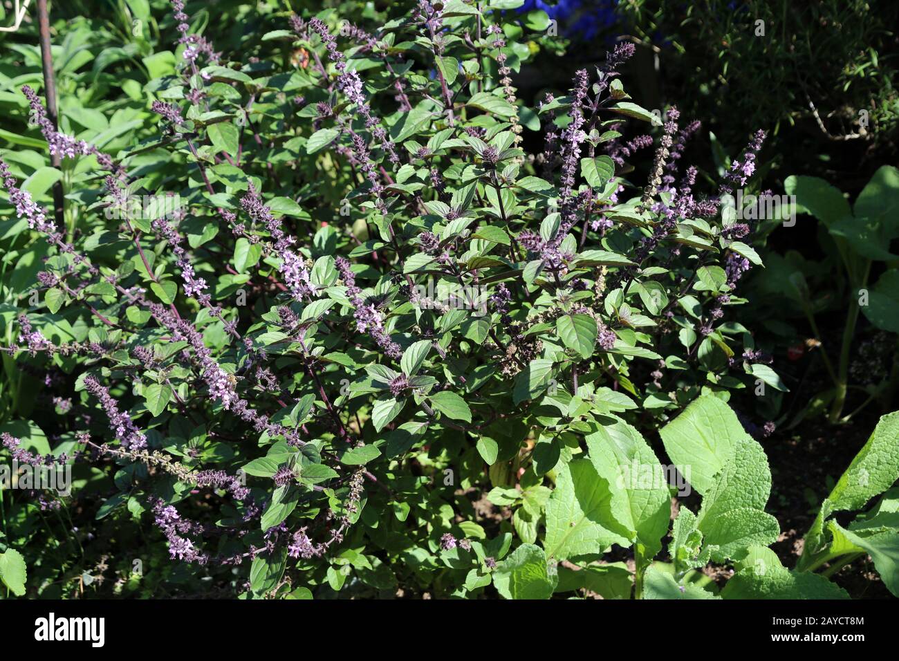 African blue basil (Ocimum basilicum X O. kilimandscharicum) Spice ...