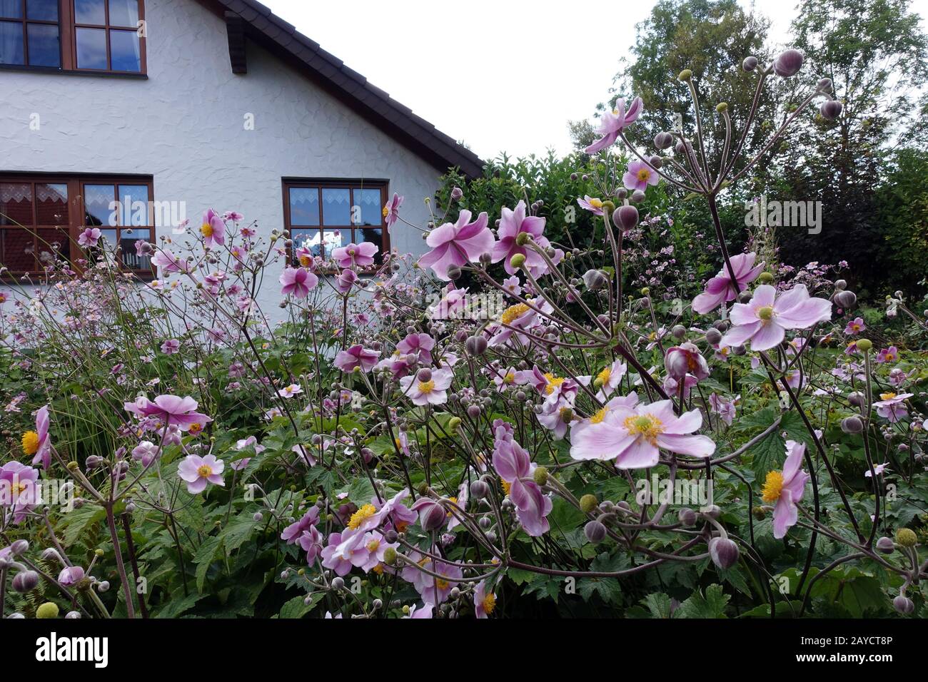 Chinese anemone or Japanese anemone, thimbleweed, or windflower ...