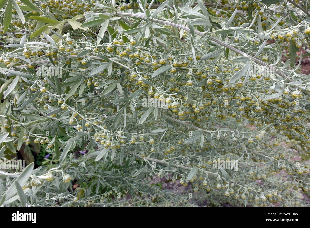 Absinthe wormwood hi-res stock photography and images - Alamy