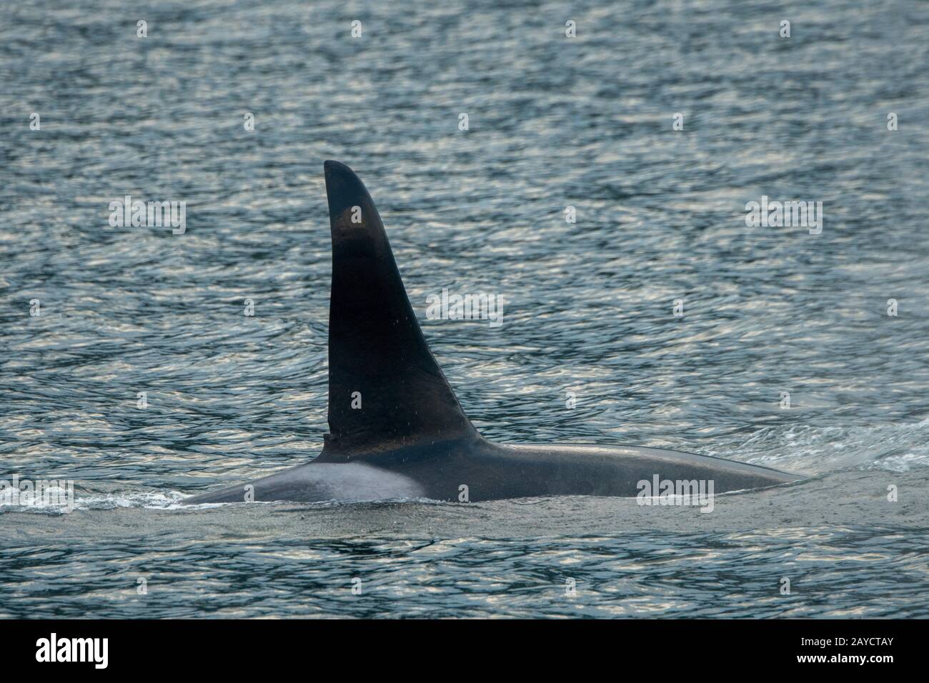 Male whale hi-res stock photography and images - Alamy