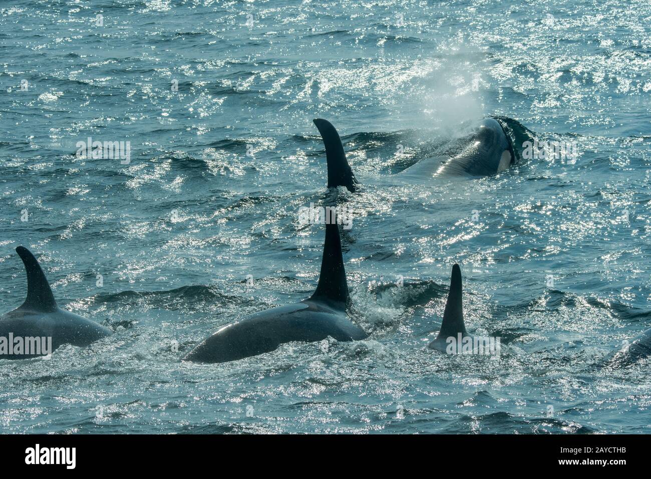 A pod of Killer whales or orcas (Orcinus orca) is swimming in Chatham ...