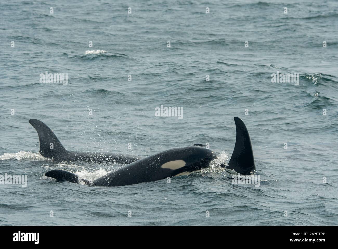 A pod of Killer whales or orcas (Orcinus orca) is swimming in Chatham ...