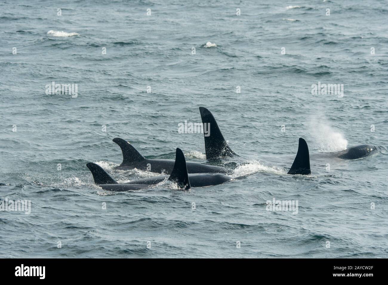 Pod of orcas orcinus orca hi-res stock photography and images - Alamy